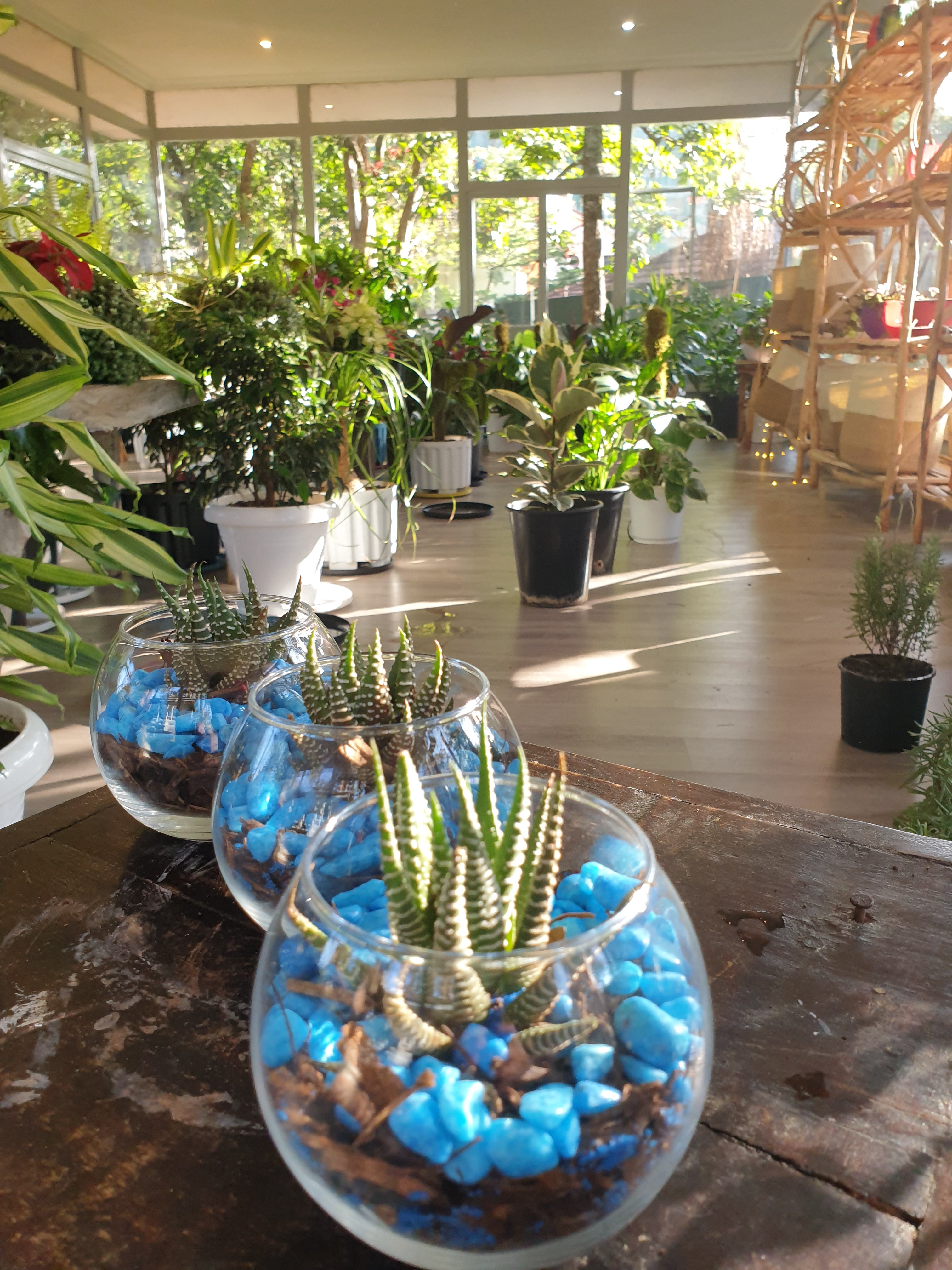 Succulents – Page 2 – Planty Kenya