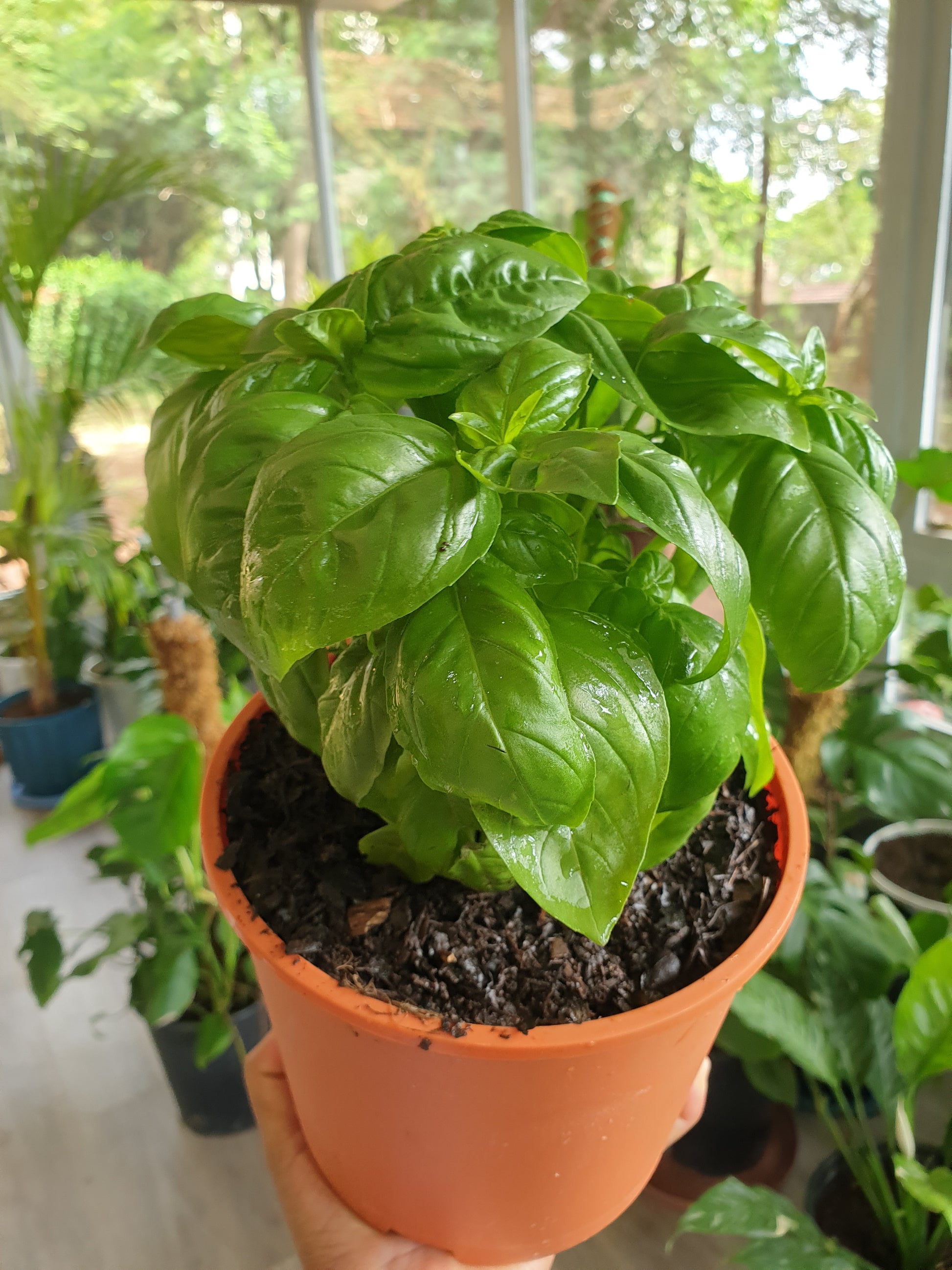 Basil | Order Now Online | Planty Kenya