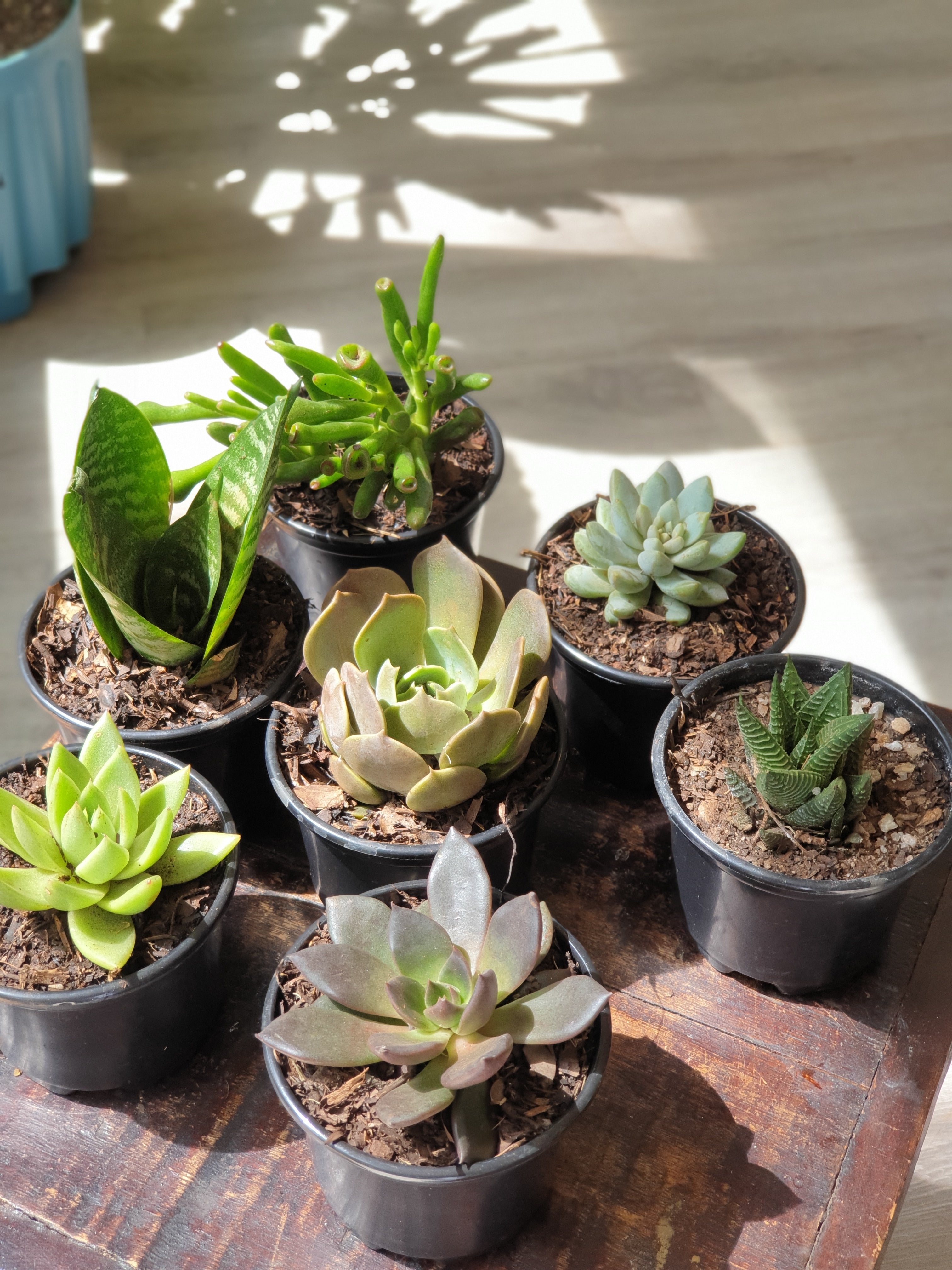 6 pack single succulents | Order Now Online | Planty Kenya
