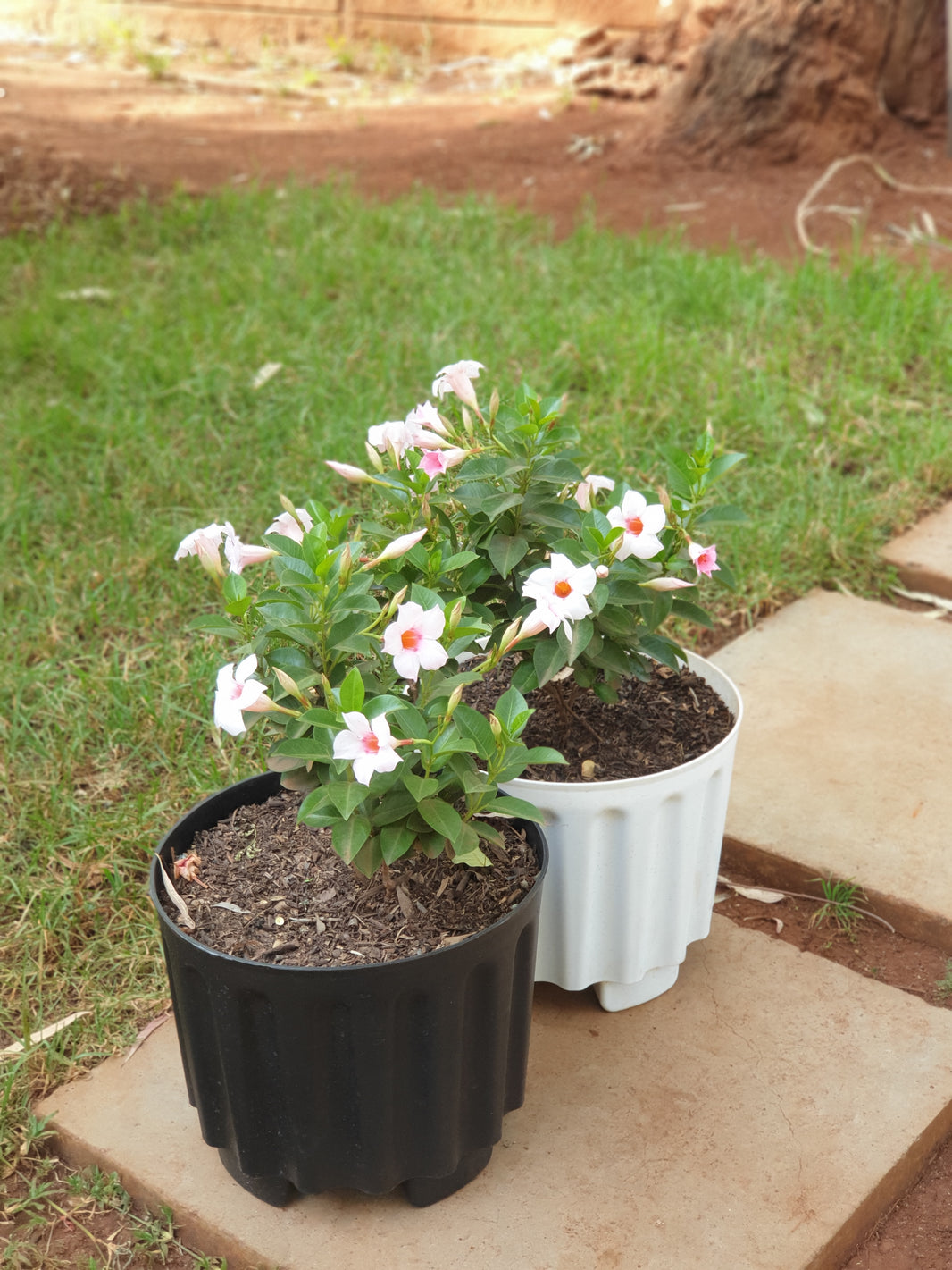 Flowering Plants – Planty Kenya