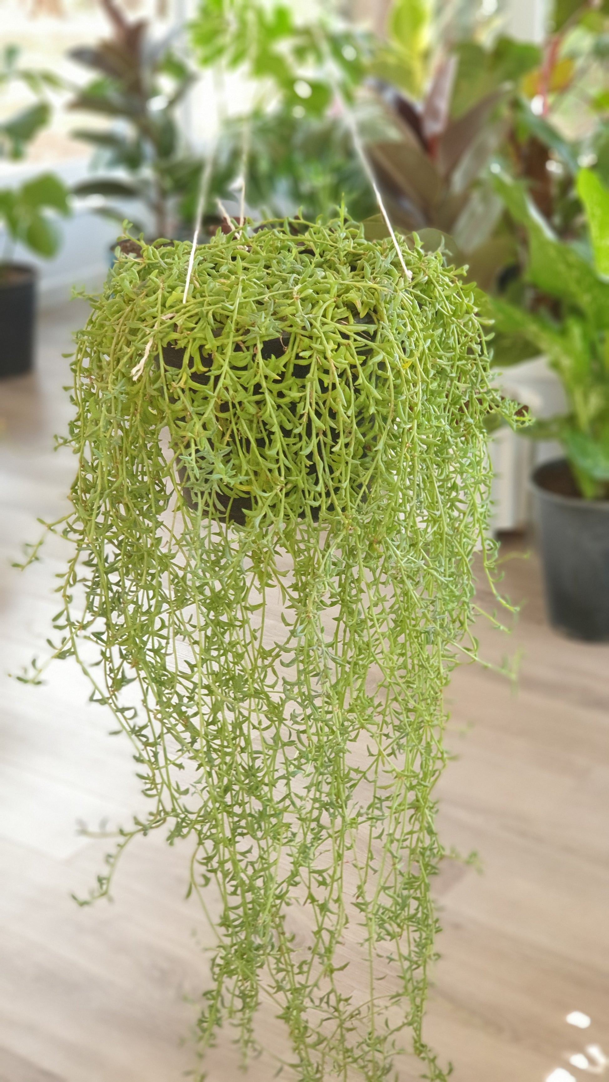 String of dolphins | Order Online Now | Planty Kenya