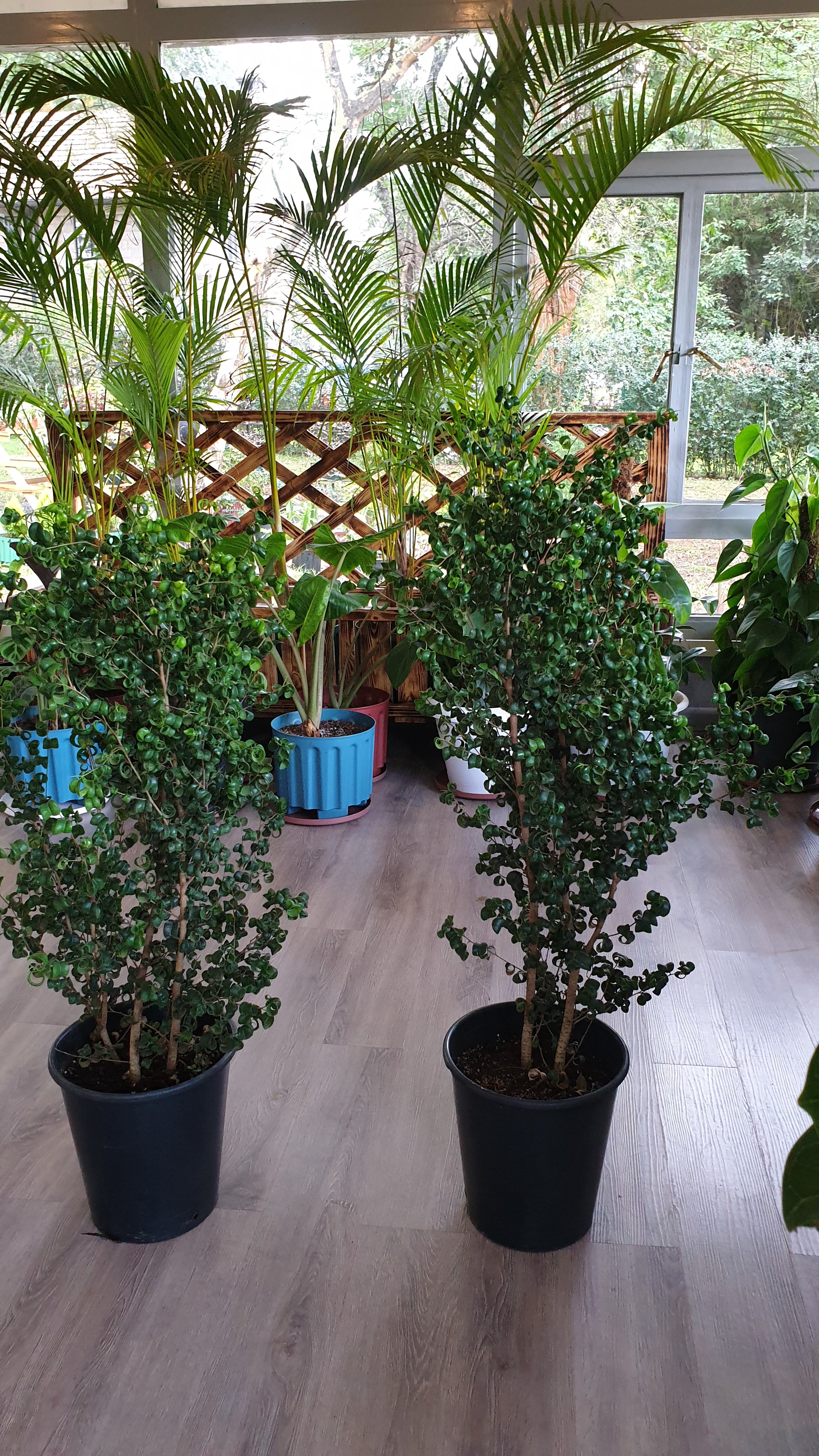 Ficus Benjamina Pandora (Curly Weeping fig) – Planty Kenya