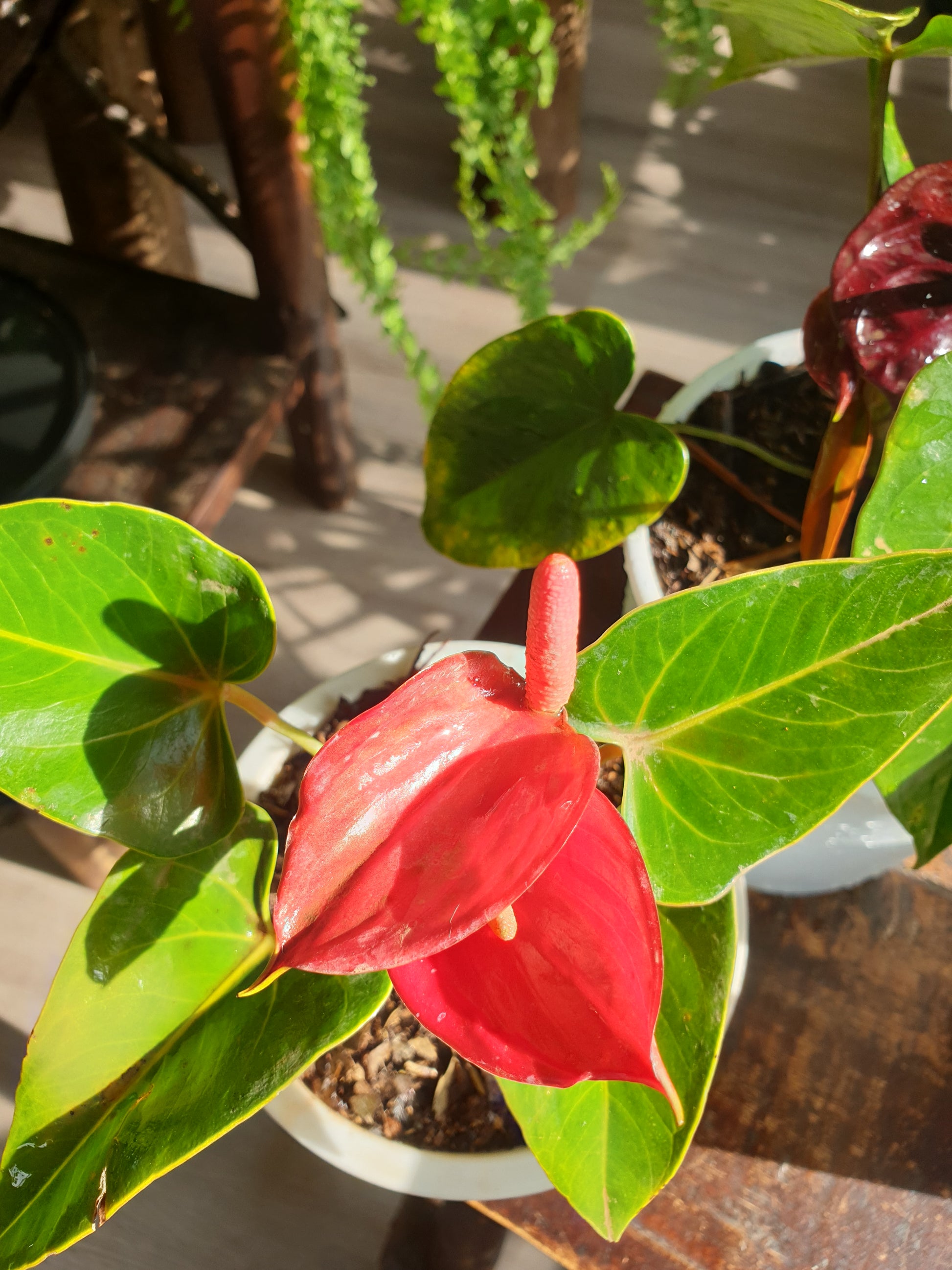 Miniature Anthurium | Order Now Online | Planty Kenya