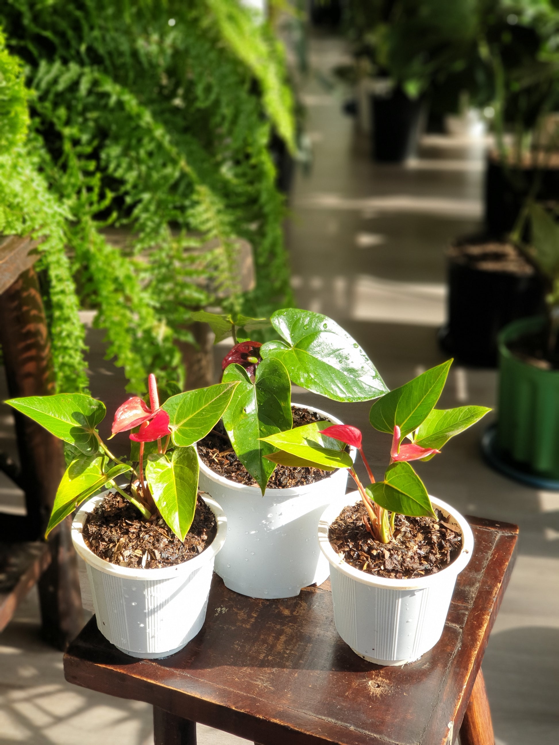 Miniature Anthurium | Order Now Online | Planty Kenya