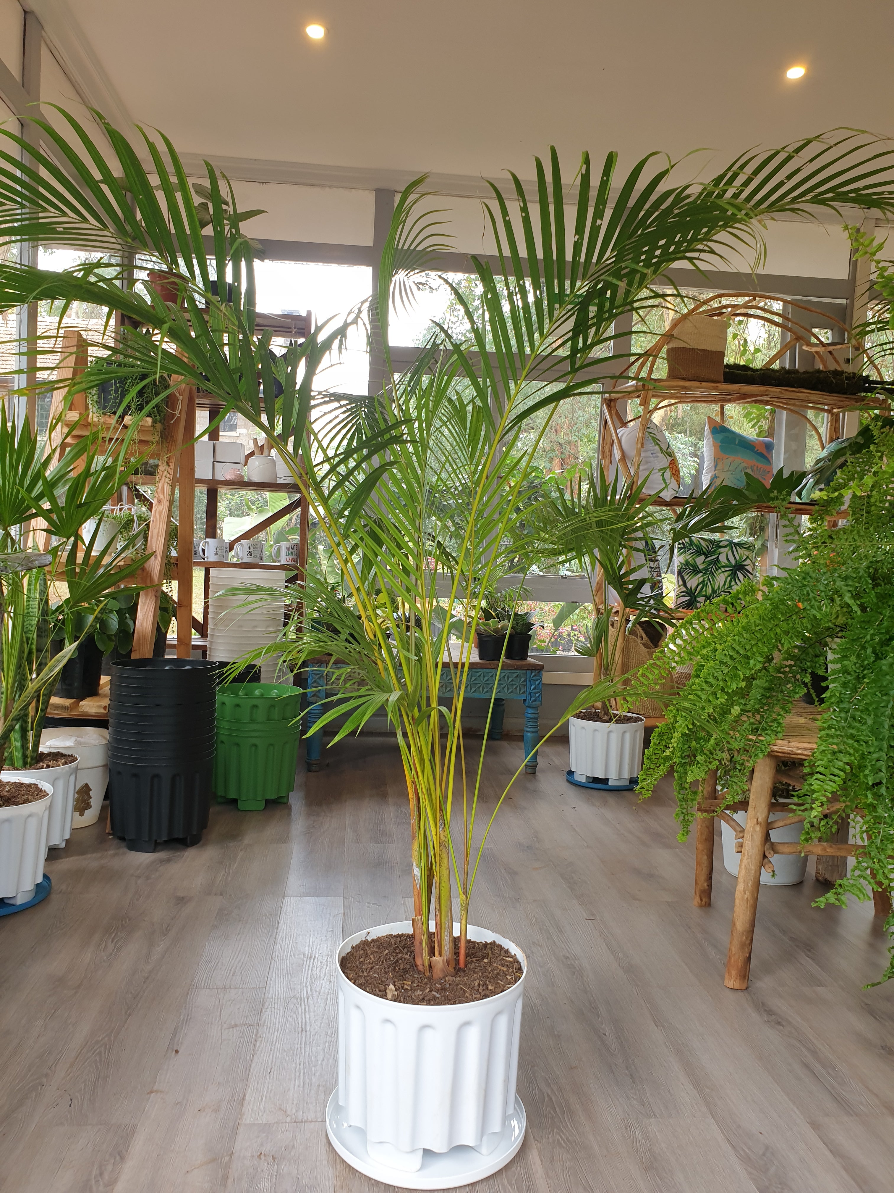 Golden palm | Order Online Now | Planty Kenya
