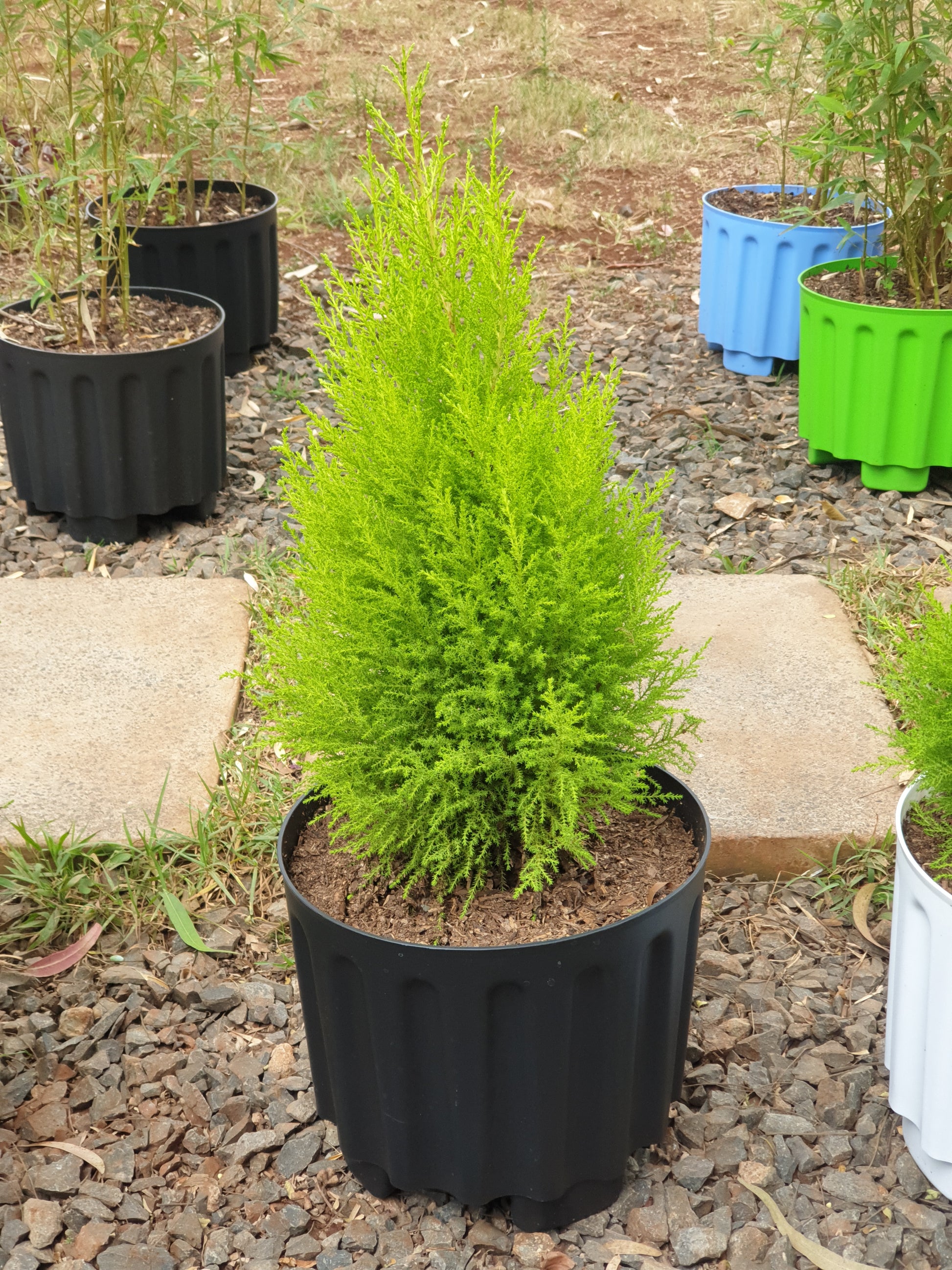 Lemon Cypress | Order Online Now | Planty Kenya