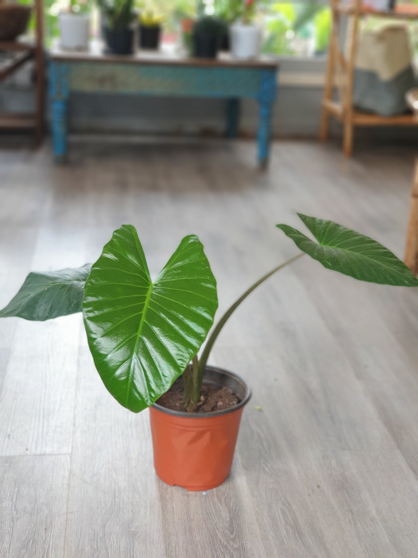 Alocasia (Elephant Ear)- Small | Order Now Online | Planty Kenya