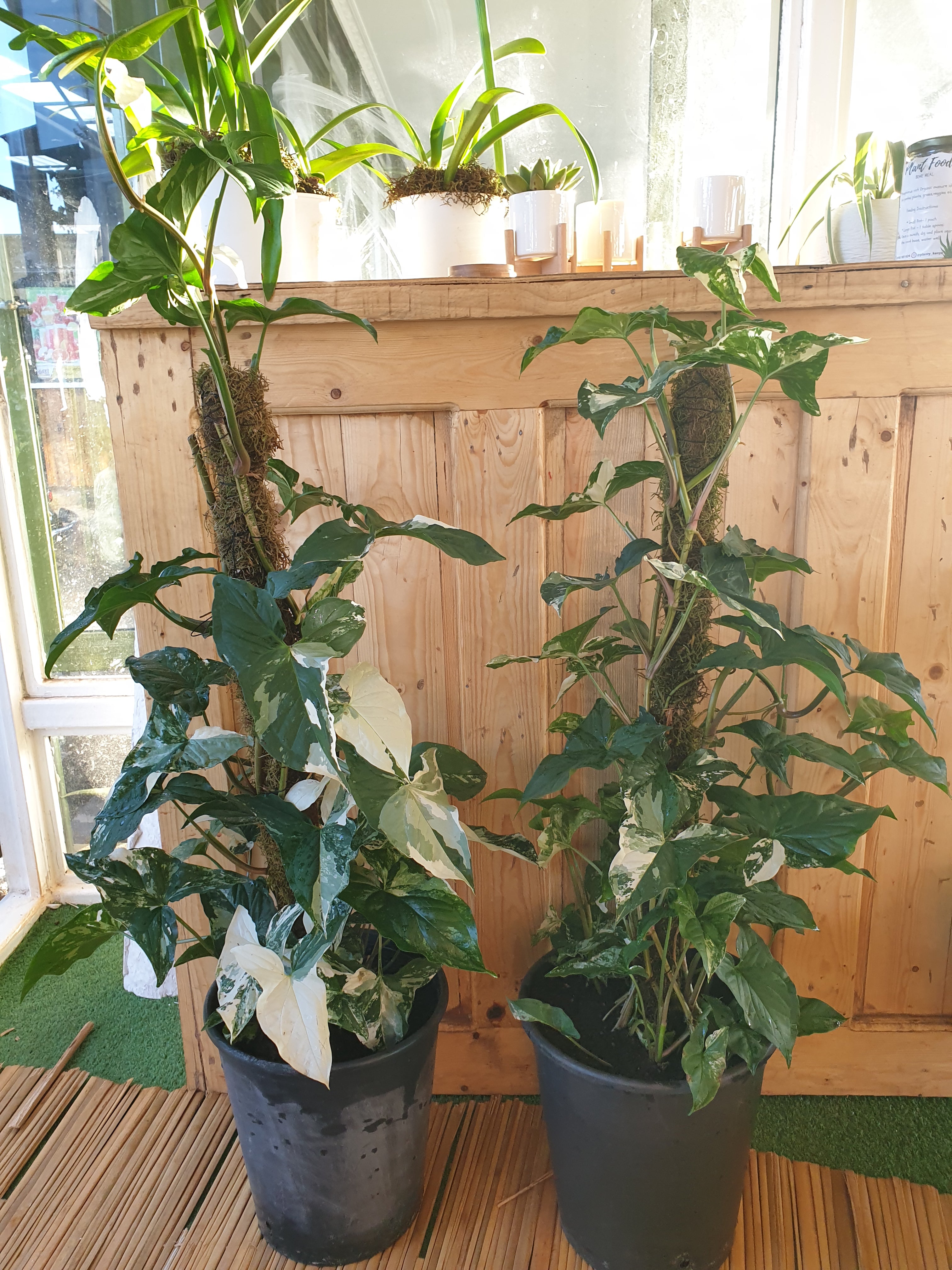 Variegated Sygnomium | Order Online Now | Planty Kenya