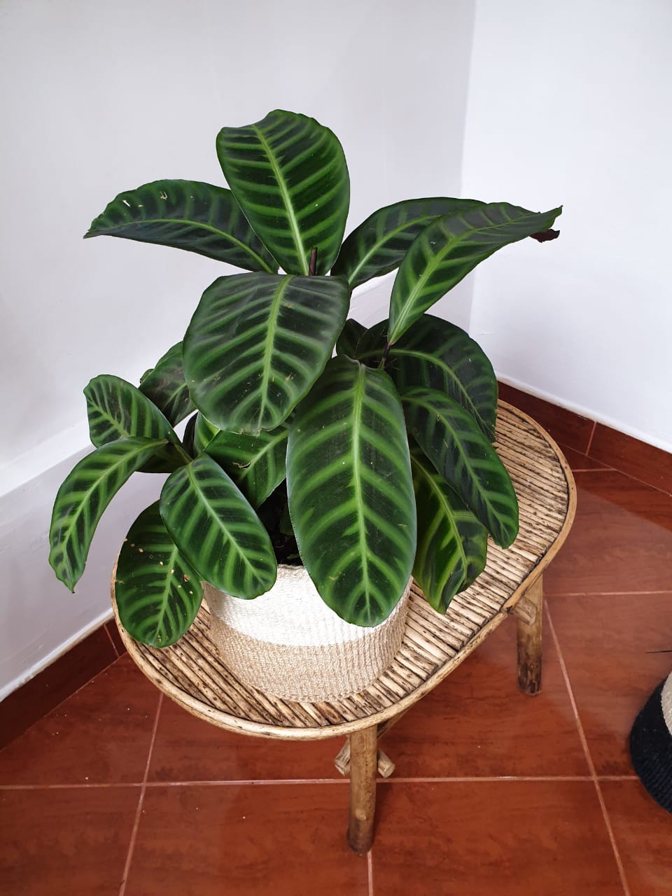 Calathea Zebrina (Zebra Plant) | Order Online Now | Planty Kenya