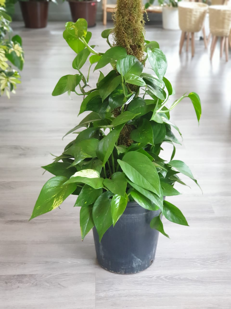 Epipremnum Aureum ("Devil's Ivy / Pothos Plant/Money plant") | Order ...