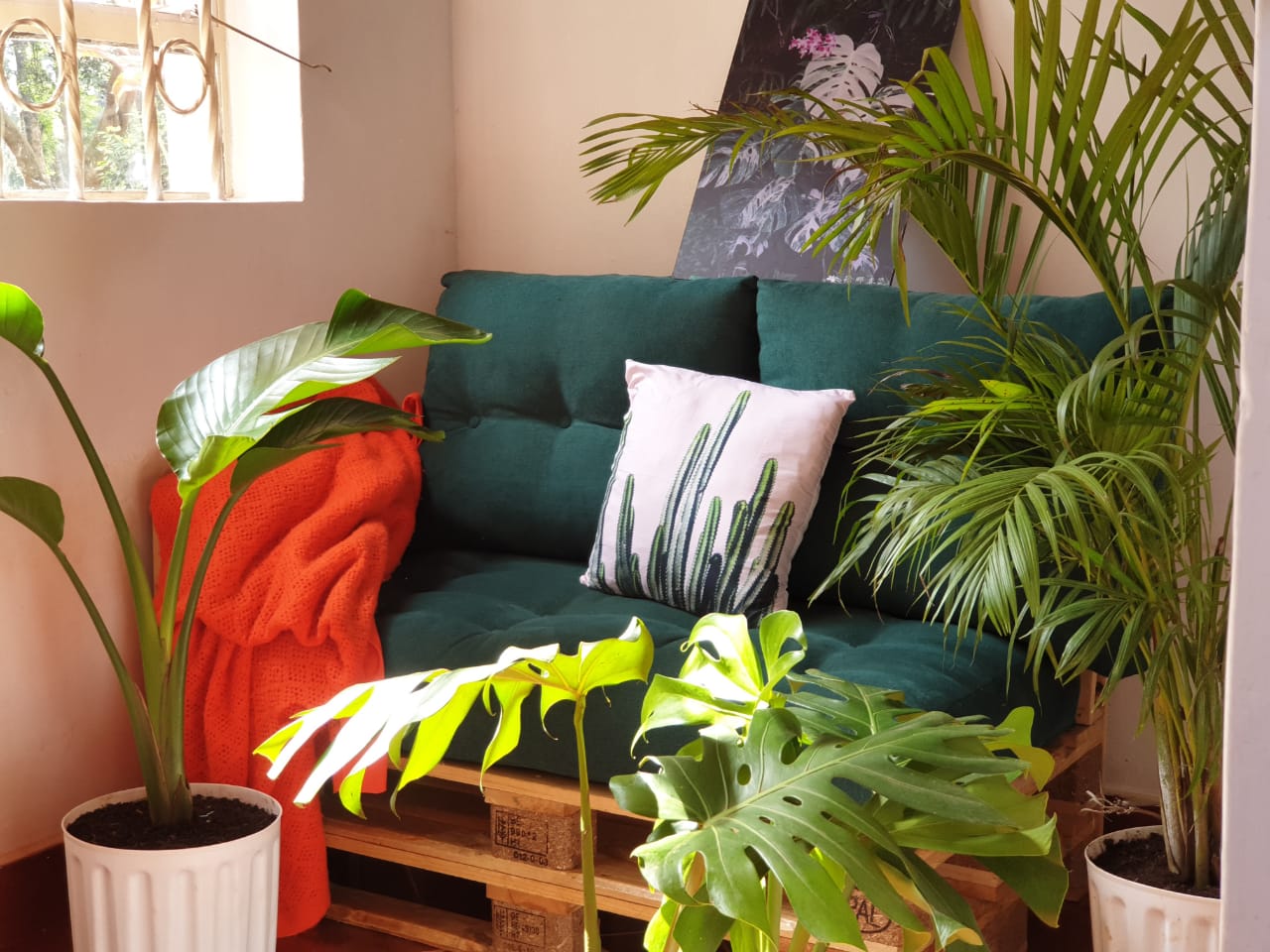 Tropical Package | Order Online Now | Planty Kenya