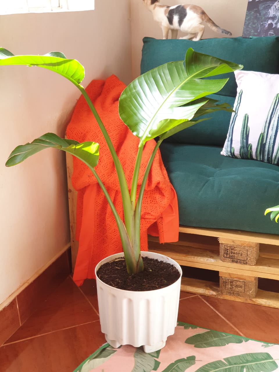 Tropical Package | Order Online Now | Planty Kenya