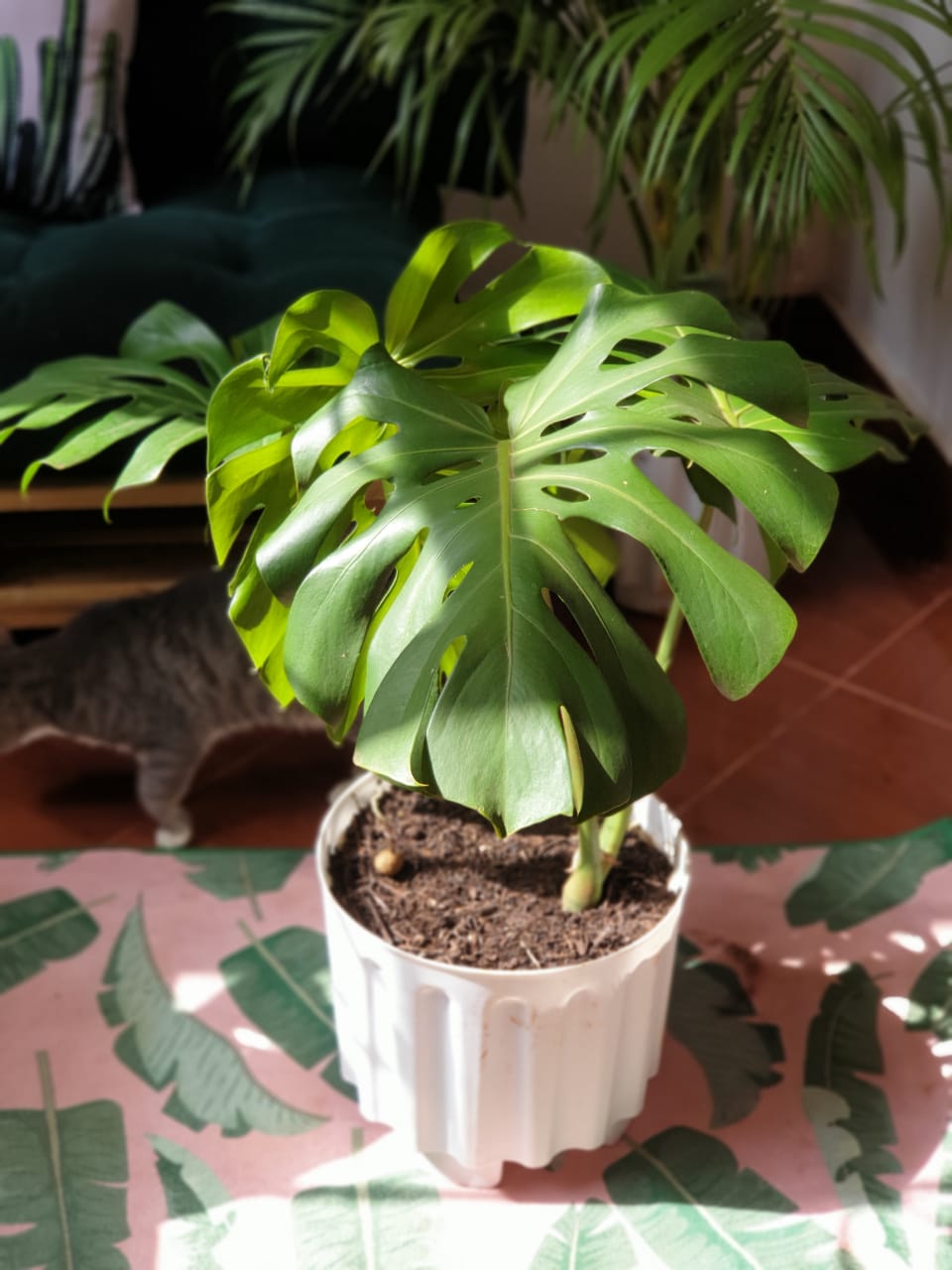 Tropical Package | Order Online Now | Planty Kenya