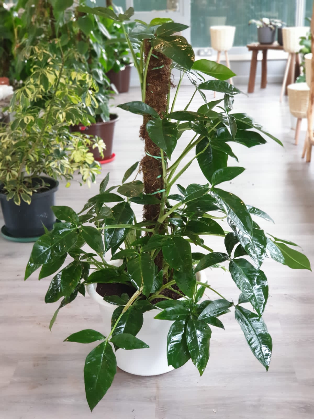 Sygnomium Tri-Leaf Wonder | Order Online Now | Planty Kenya