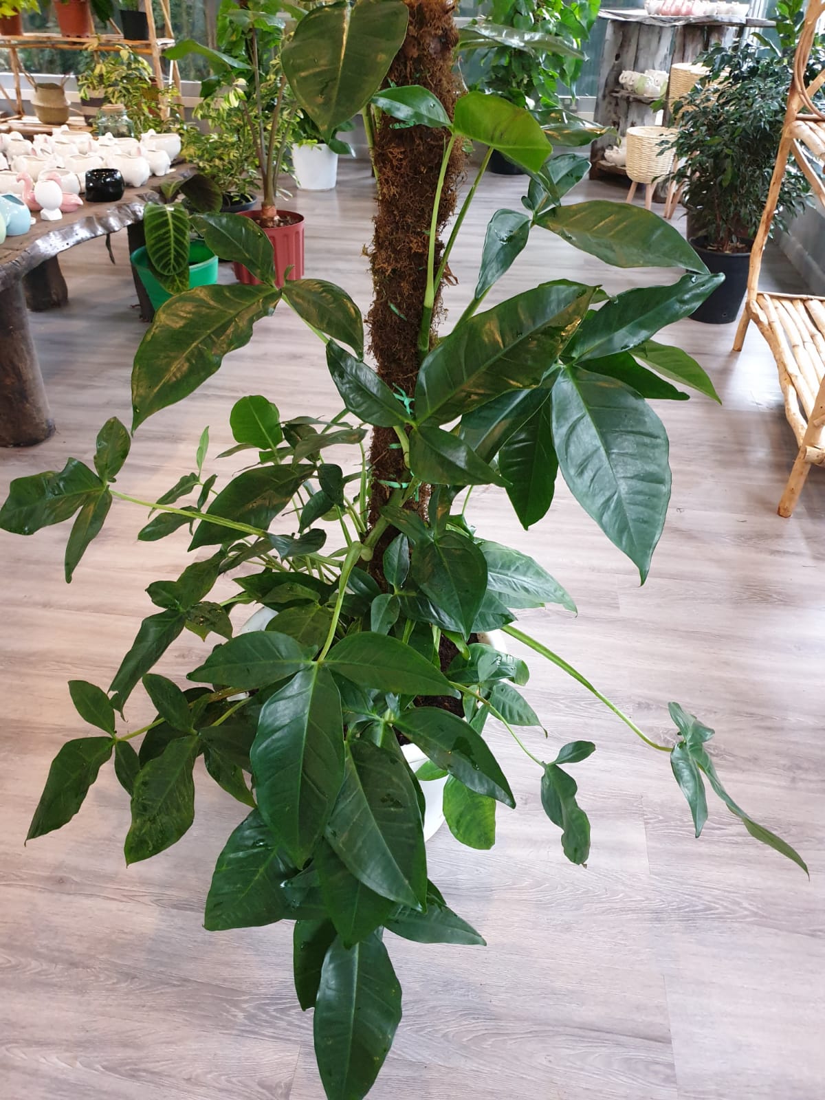 Sygnomium Tri-Leaf Wonder | Order Online Now | Planty Kenya