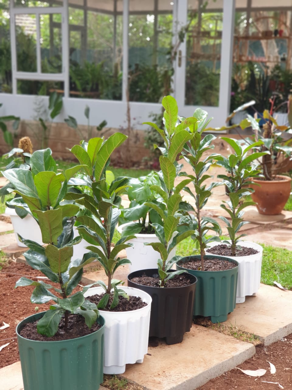 Ficus lyrata ("Fiddle Leaf Fig") | Order Online Now | Planty Kenya