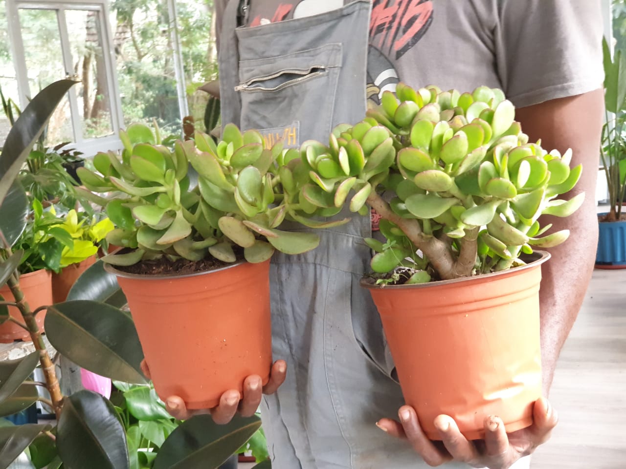 Crassula Ovata Jade Plant How To Care For Jade Plant Crassula Ovata