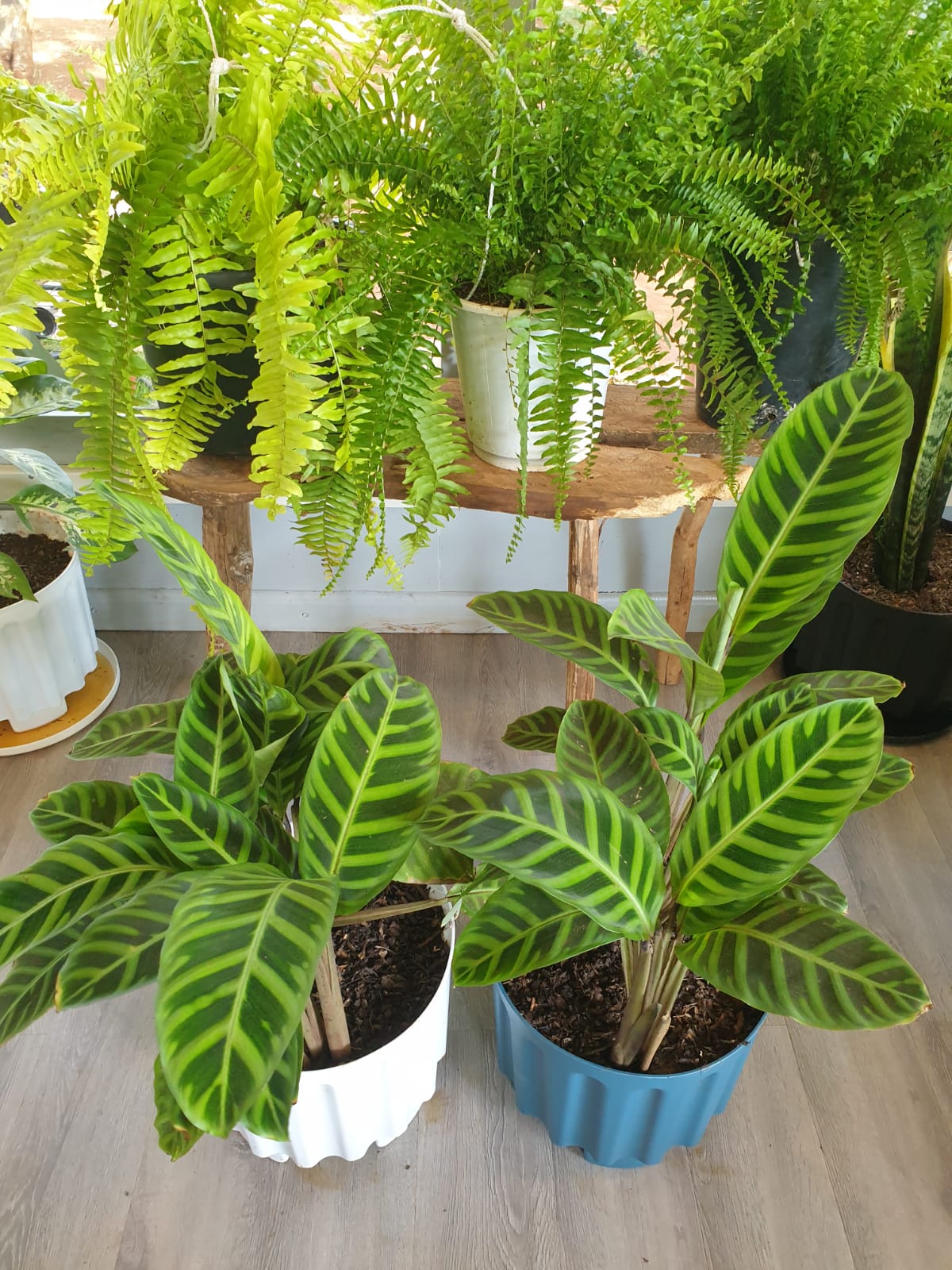 Calathea Zebrina (Zebra Plant) | Order Online Now | Planty Kenya