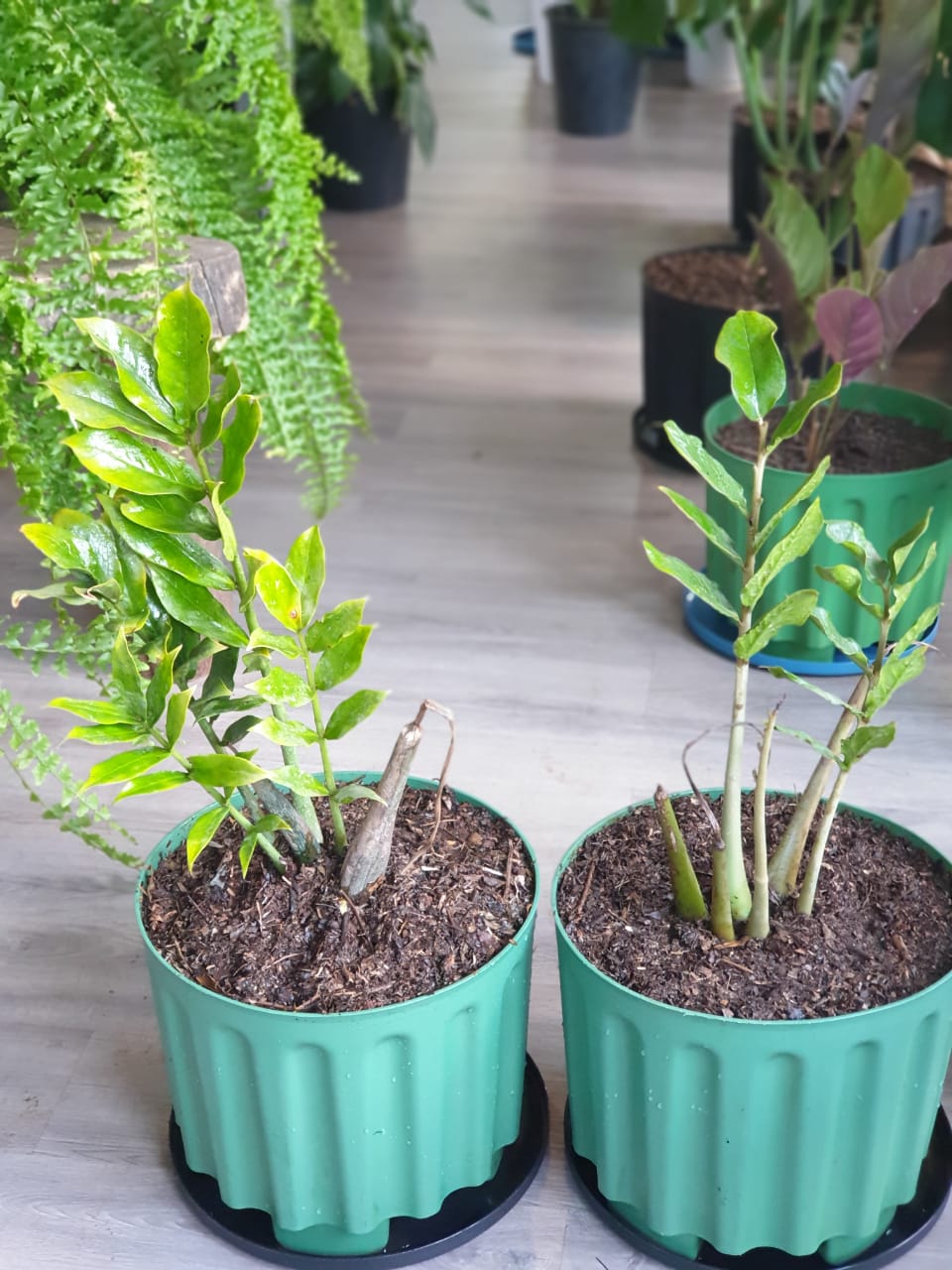 Zamioculcas Zamiifolia. ( zz plant / Zanzibar Gem) | Order Online Now ...