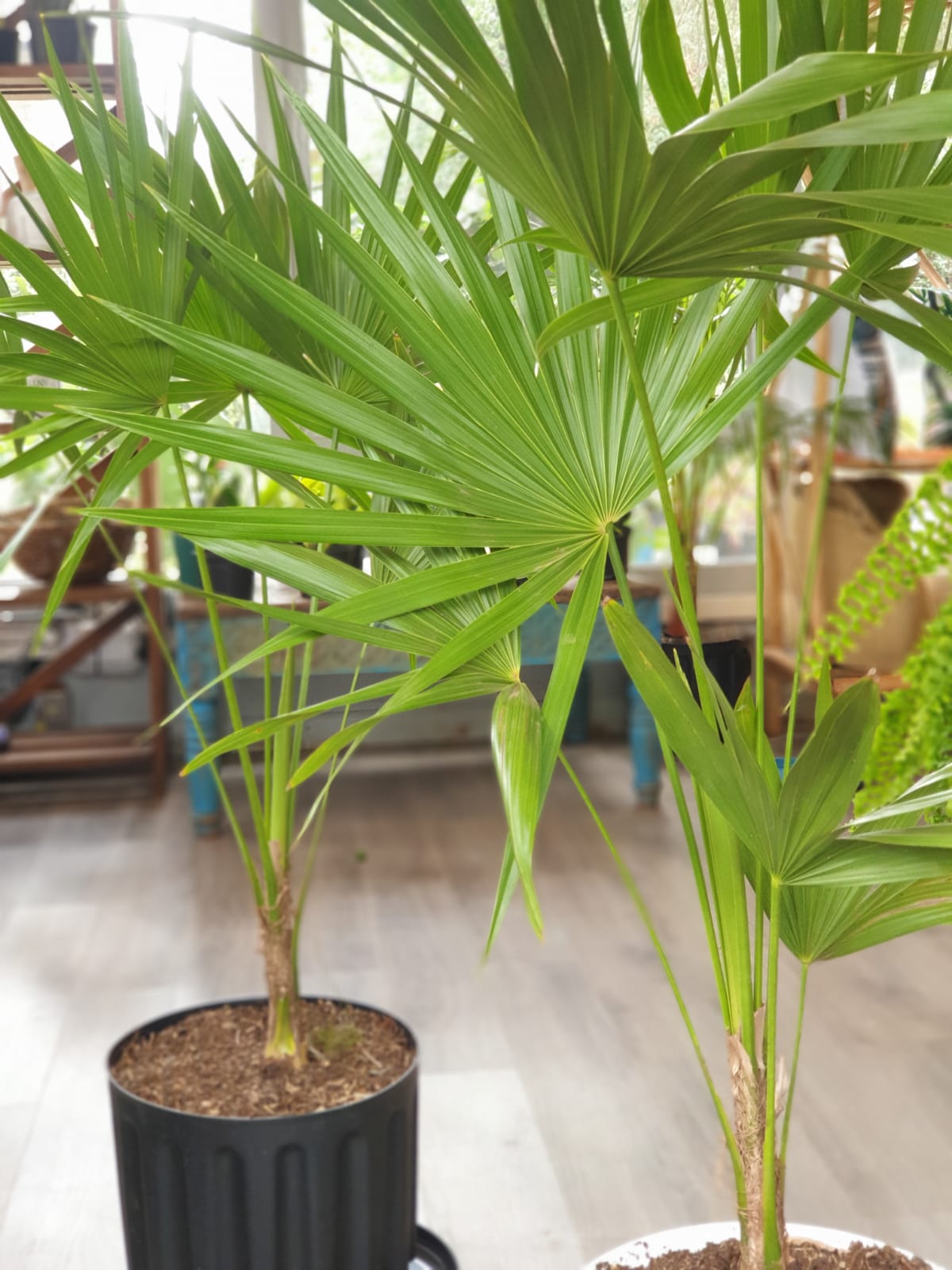 Dancing Lady Palm | Order Online now | Planty Kenya