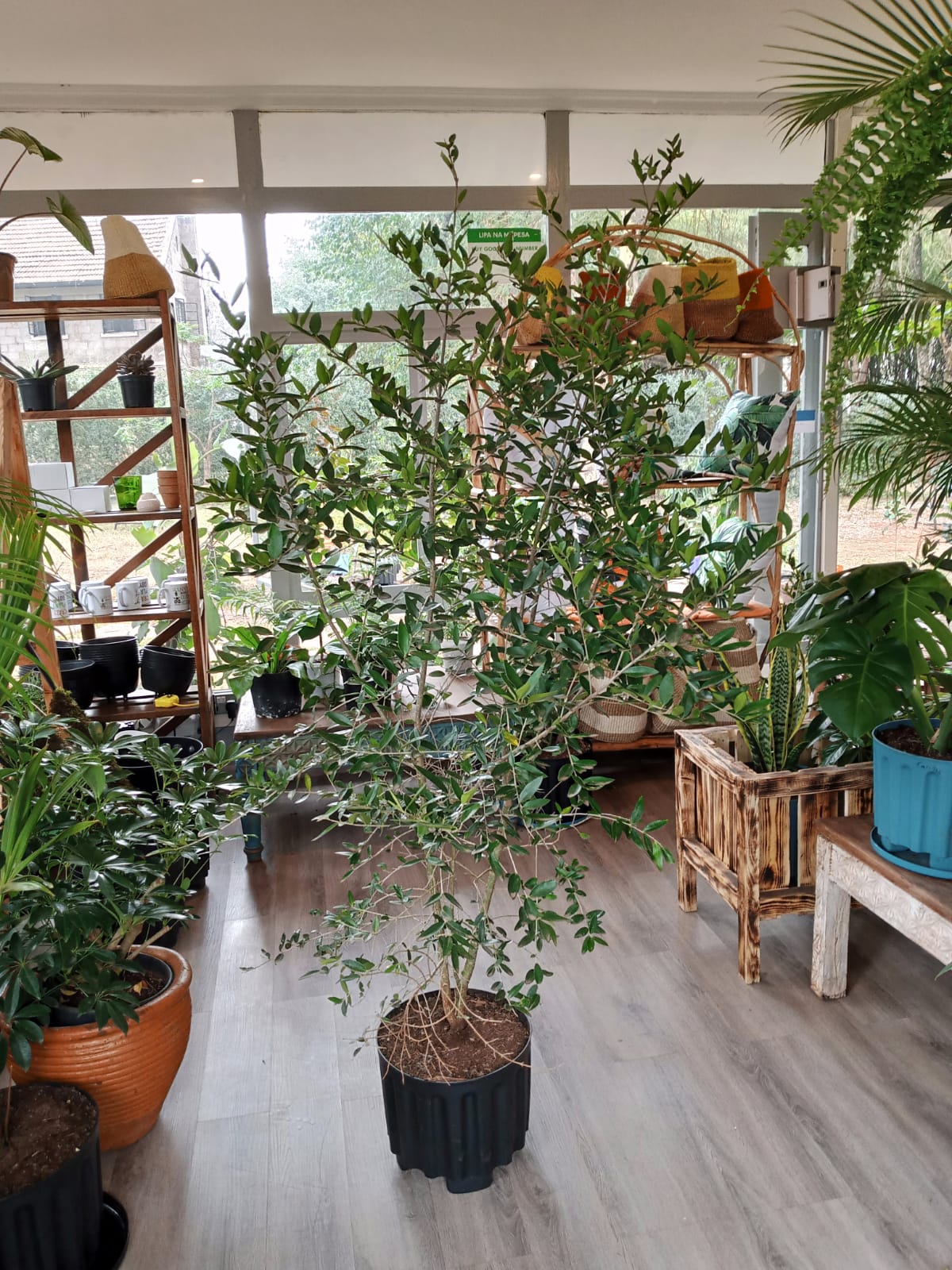 Olive Tree | Order Online Now | Planty Kenya