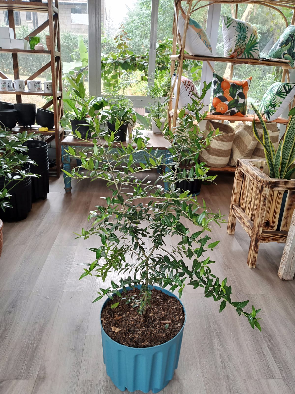 Olive Tree | Order Online Now | Planty Kenya