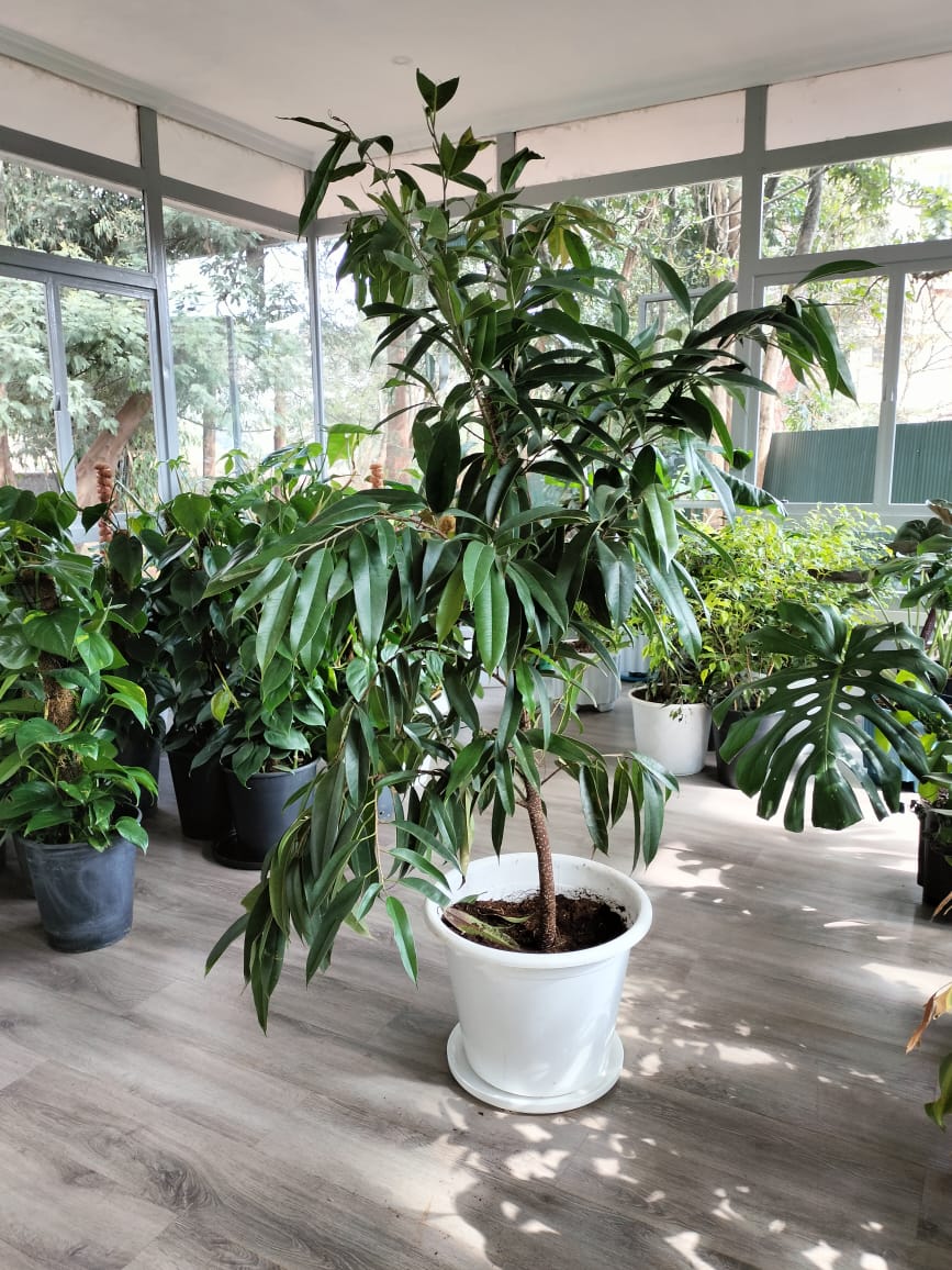Ficus Maclellandi | Order Online Now | Planty Kenya