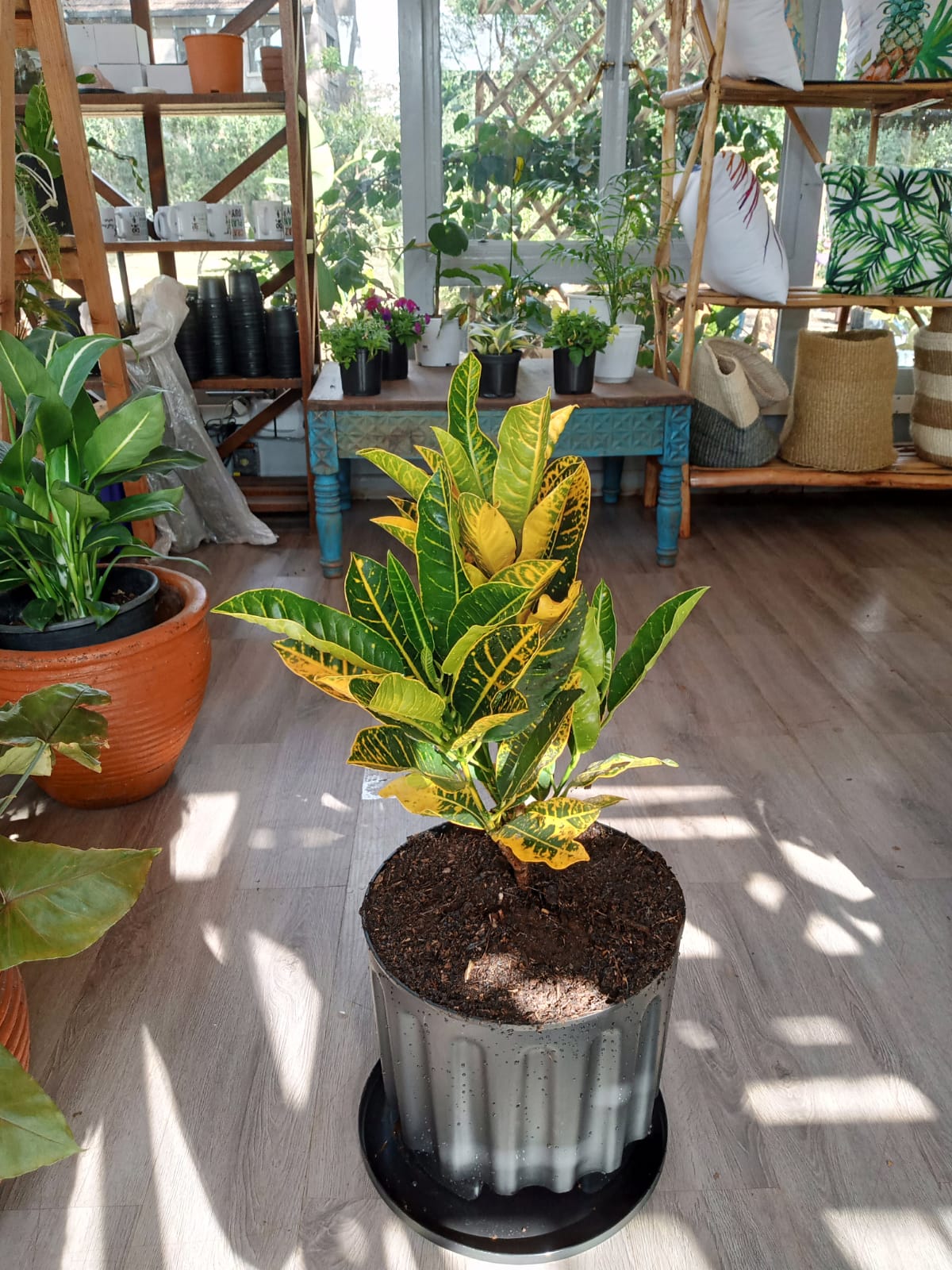 Croton | Order Online Now | Planty Kenya