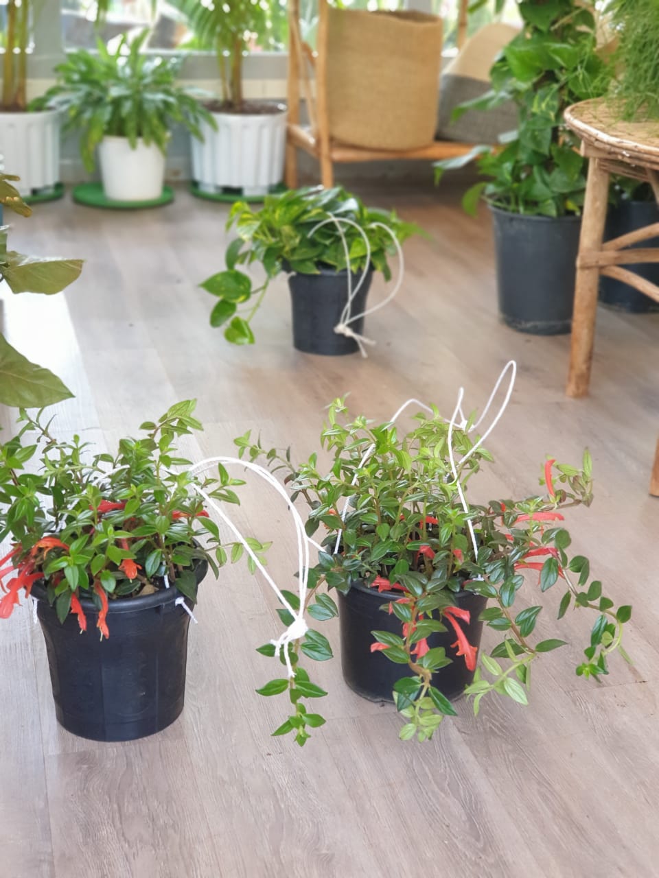 Flowering Plants – Planty Kenya