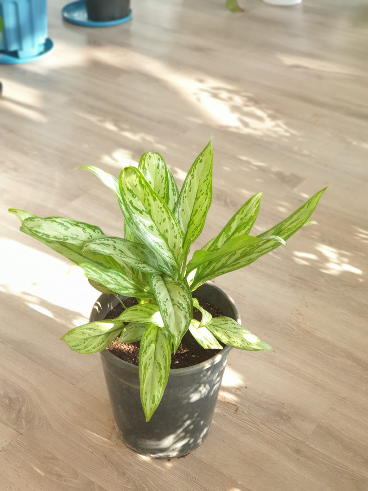 Chinese evergreen | Order Online Now | Planty Kenya
