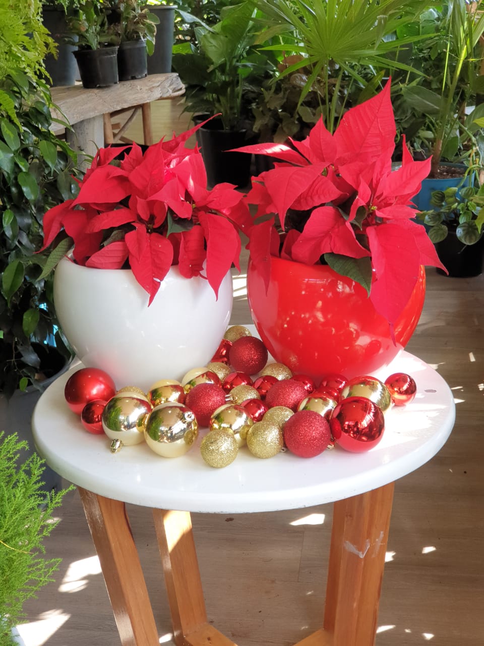 Poinsenttia in fiber pot | Order Online Now | Planty Kenya