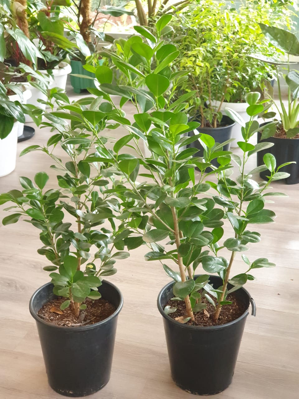 Ficus Microcarpa | Order Online Now | Planty Kenya