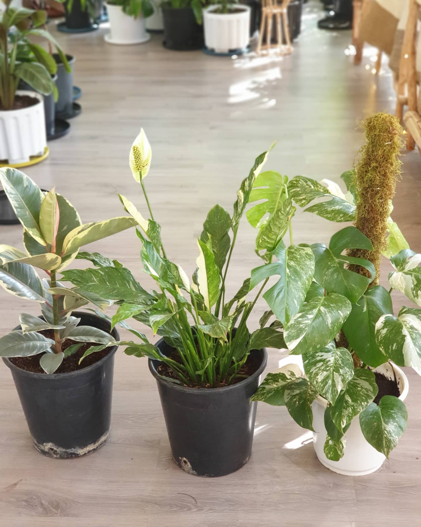 Variegated Collection | Order Online Now | Planty Kenya