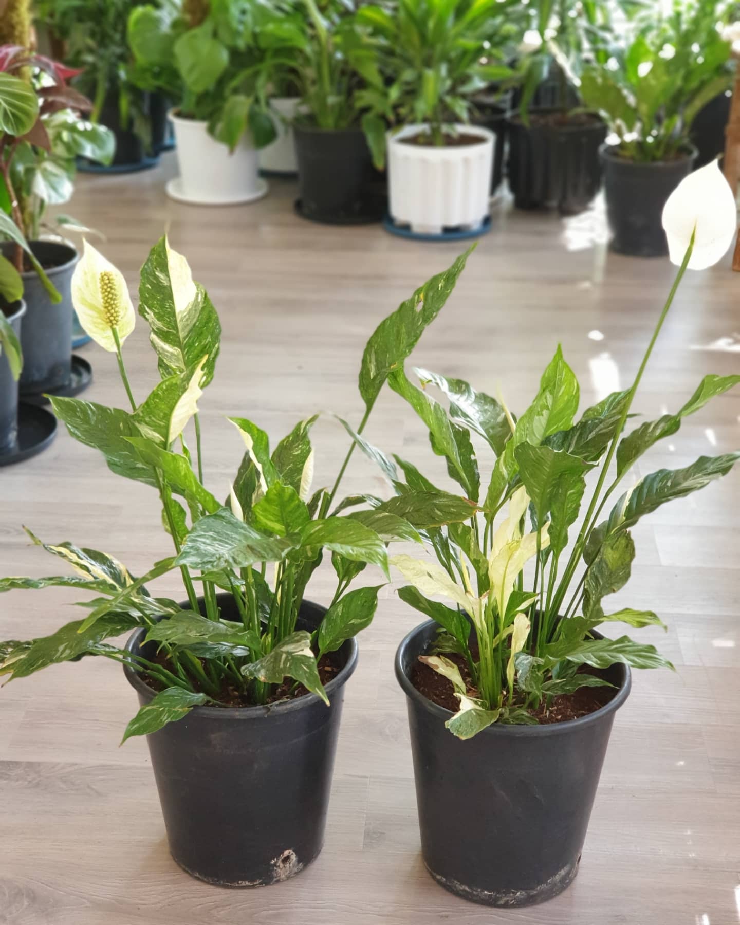 Variegated Collection | Order Online Now | Planty Kenya