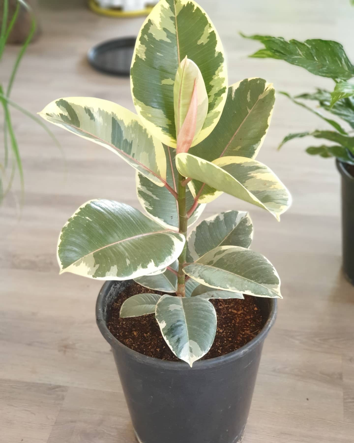 Variegated Collection | Order Online Now | Planty Kenya