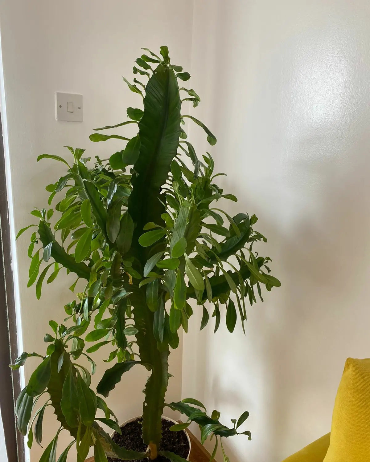 African Milk Tree Cactus | Order Now Online | Planty Kenya