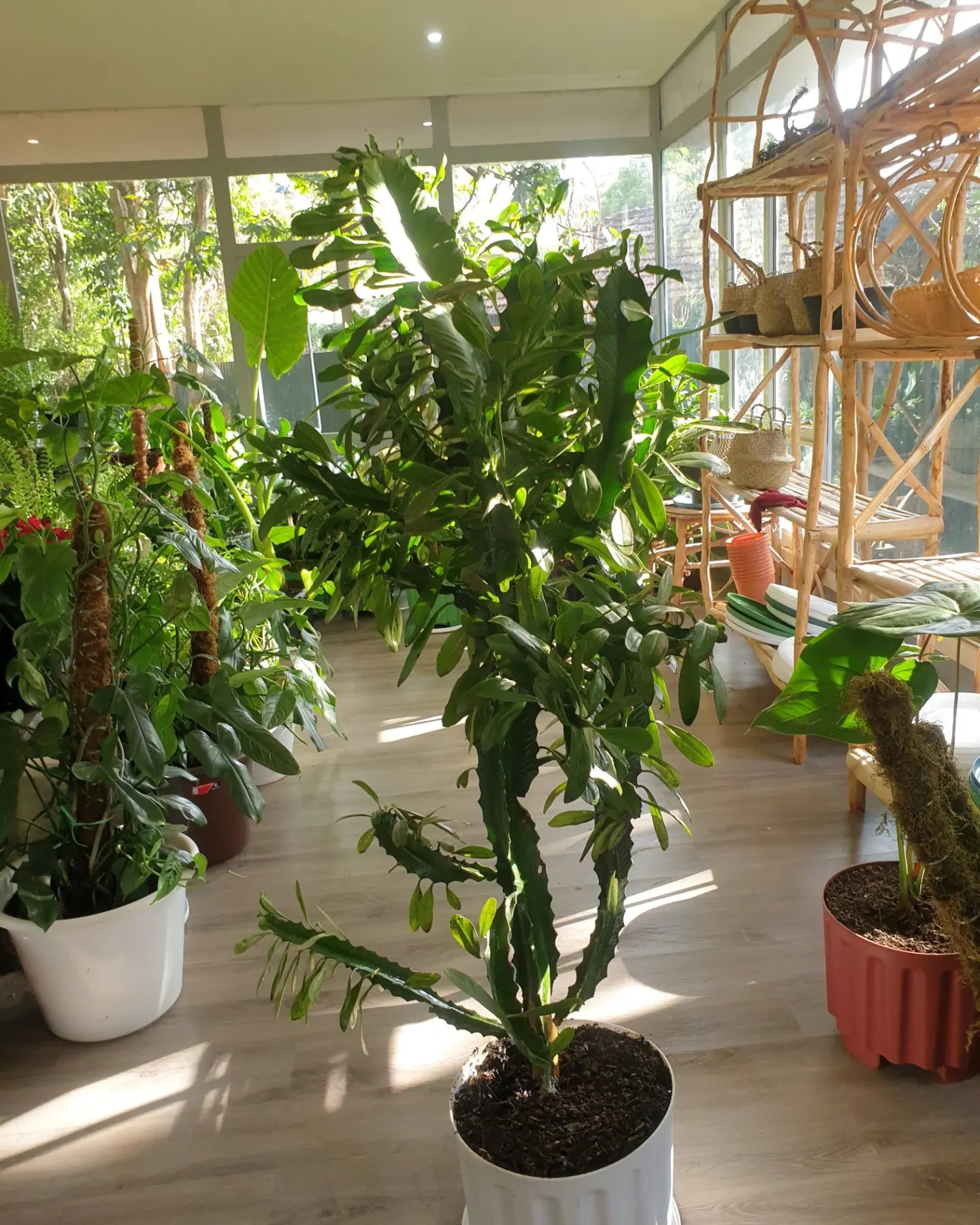 Milk Tree Cactus Plants Buy Euphorbia Trigona, African Milk Tree,