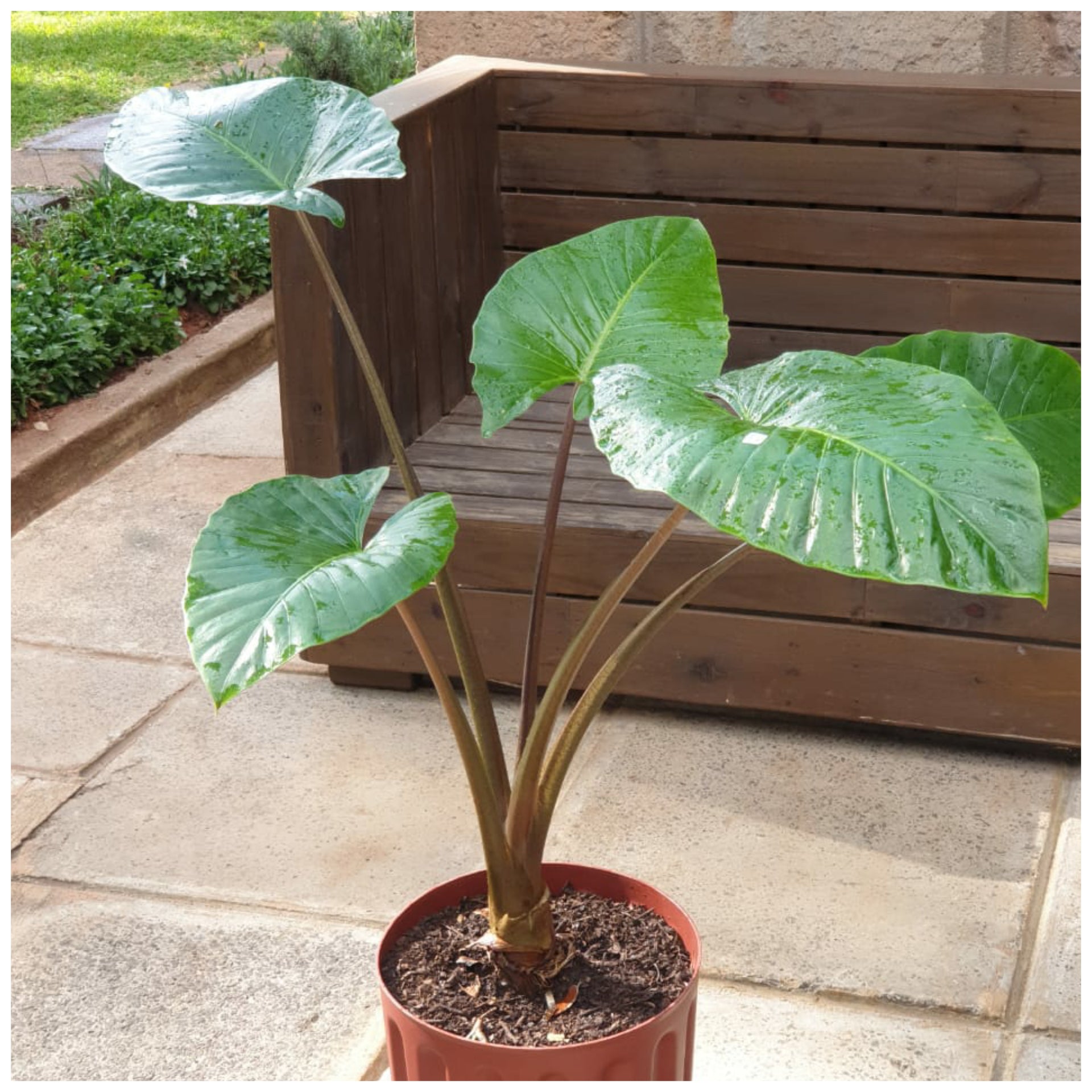 Alocasia (Elephant Ear)- Large | Order Now Online | Planty Kenya