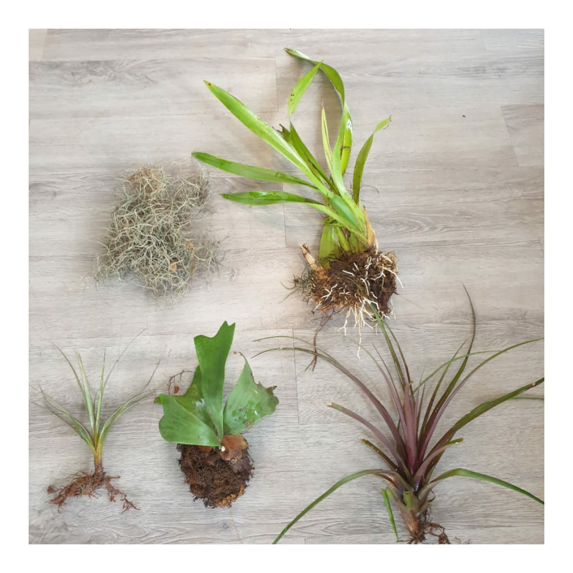 Products – Planty Kenya