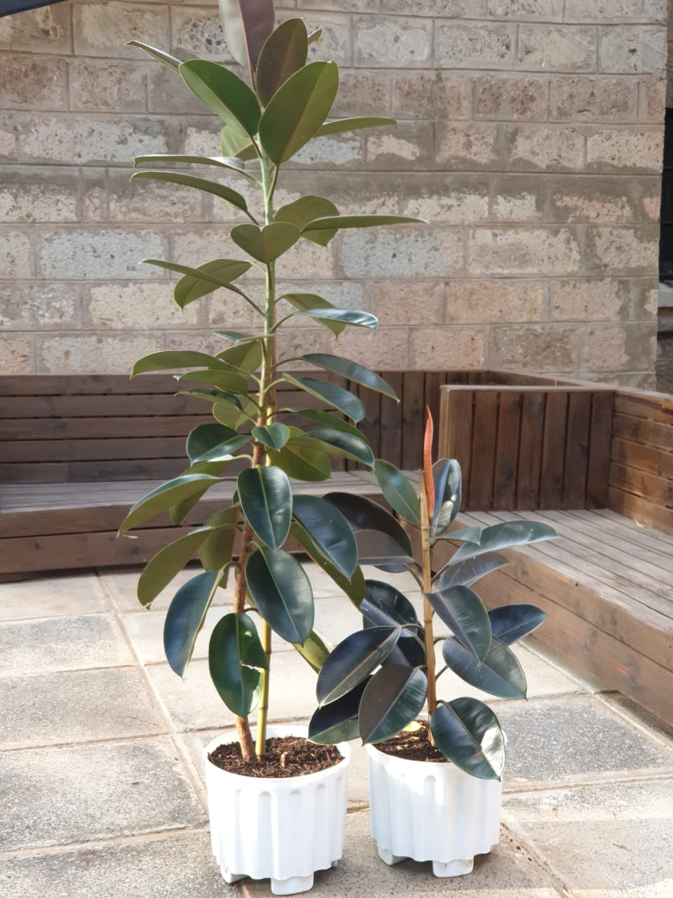 Ficus Elastica ("Rubber Plant / Rubber Tree") | Order Online Now | Planty Kenya