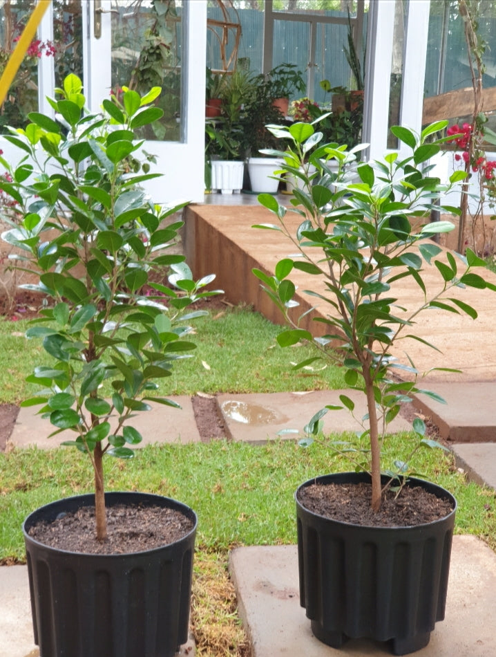 Ficus Microcarpa | Order Online Now | Planty Kenya